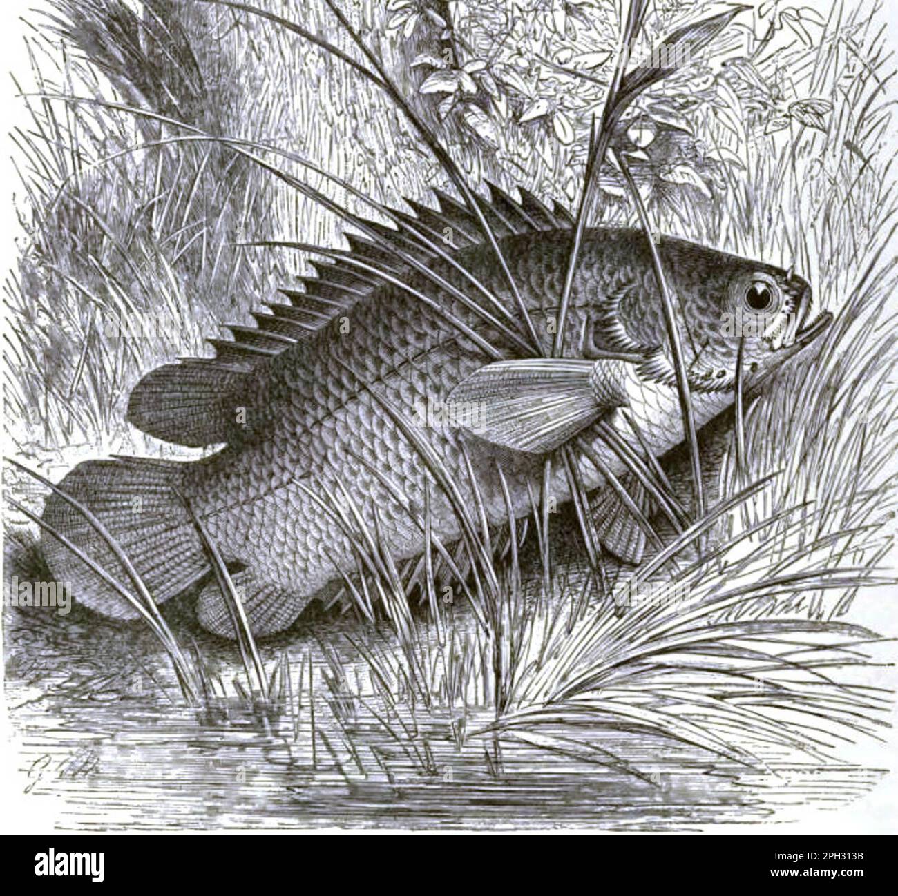 Climbing perch (Anabas testudineus) on land Stock Photo - Alamy