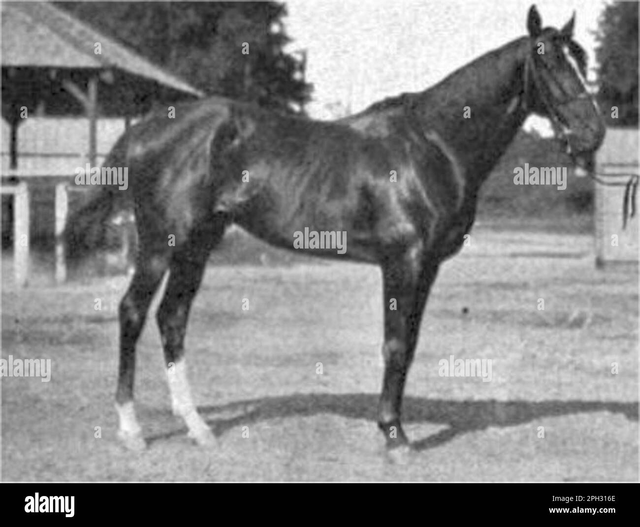 American champion Thoroughbred racehorse, Hermis, in 1904 Stock Photo ...