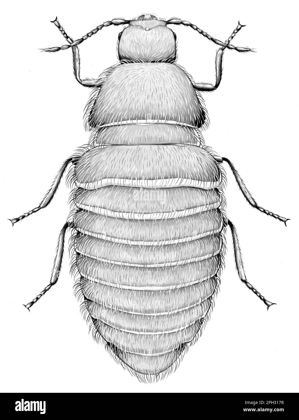 Odd beetle hi-res stock photography and images - Alamy