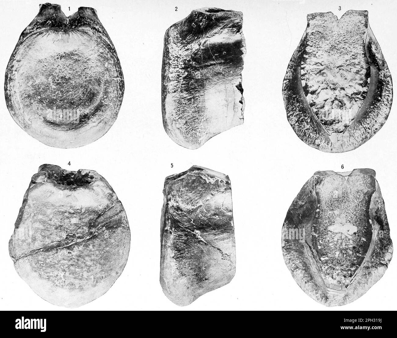 Antrodemus valens holotype tail vertebra (above) compared to the same ...