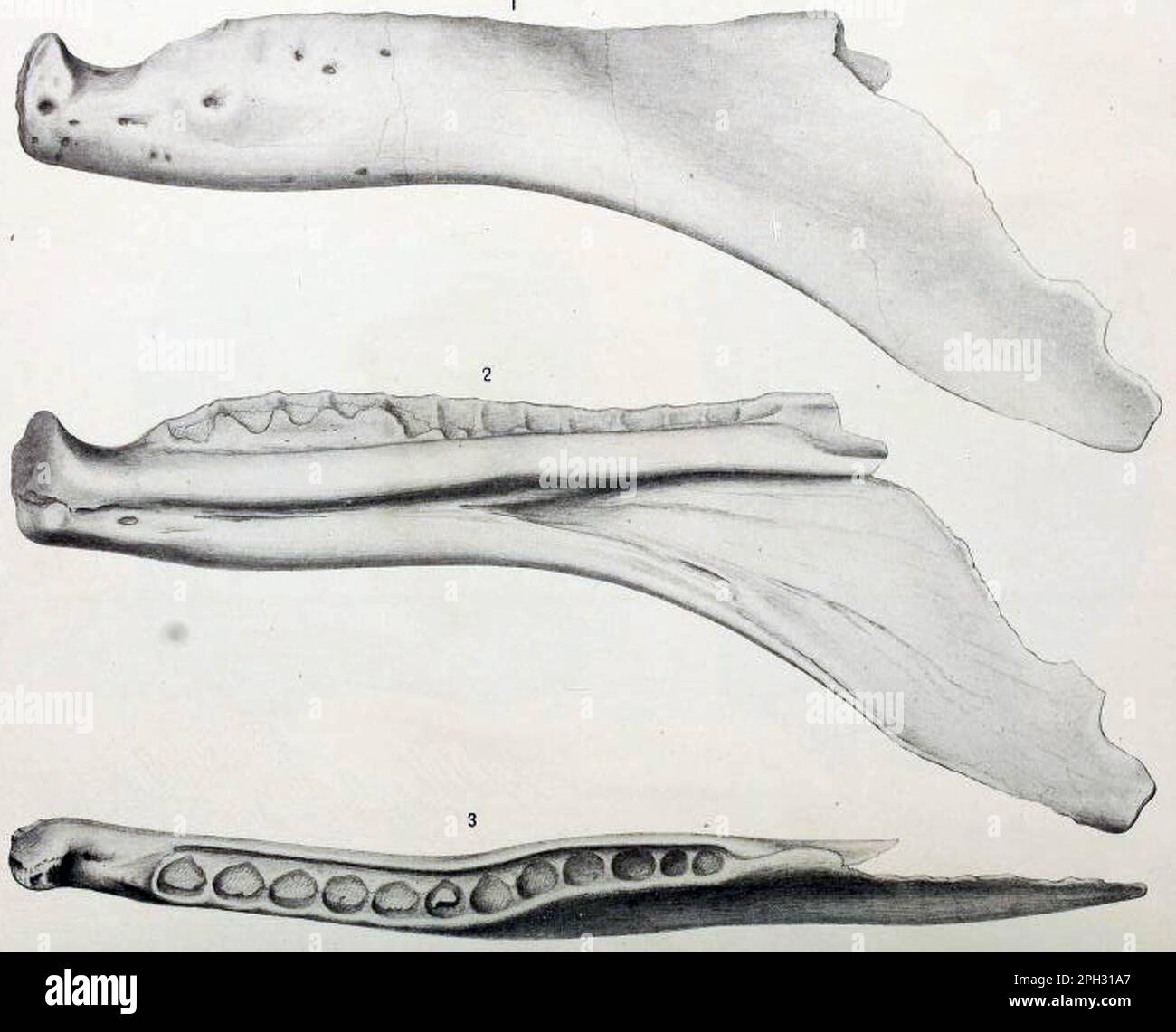 The holotype dentary of Labrosaurus ferox, which may have been injured ...