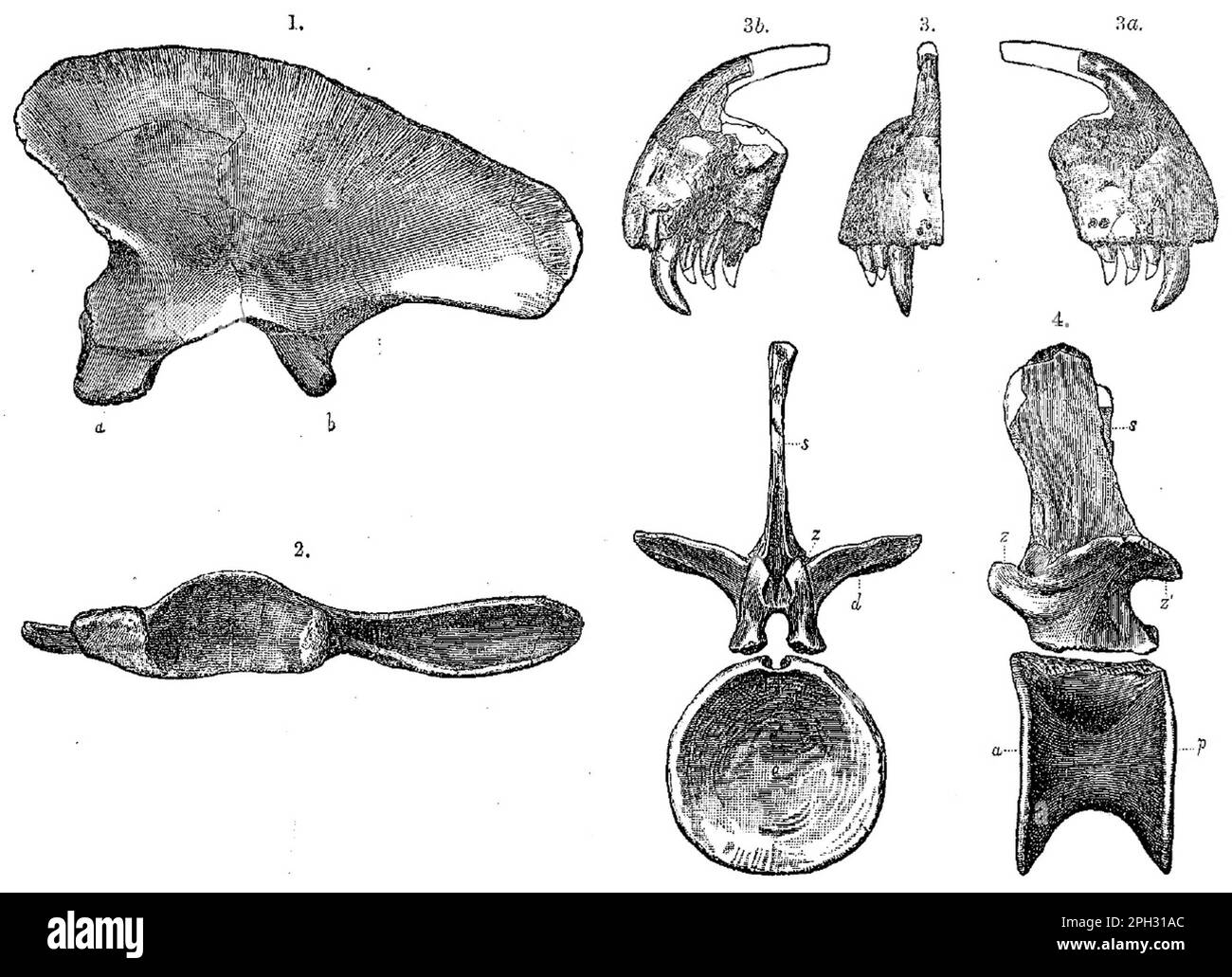Creosaurus hi-res stock photography and images - Alamy