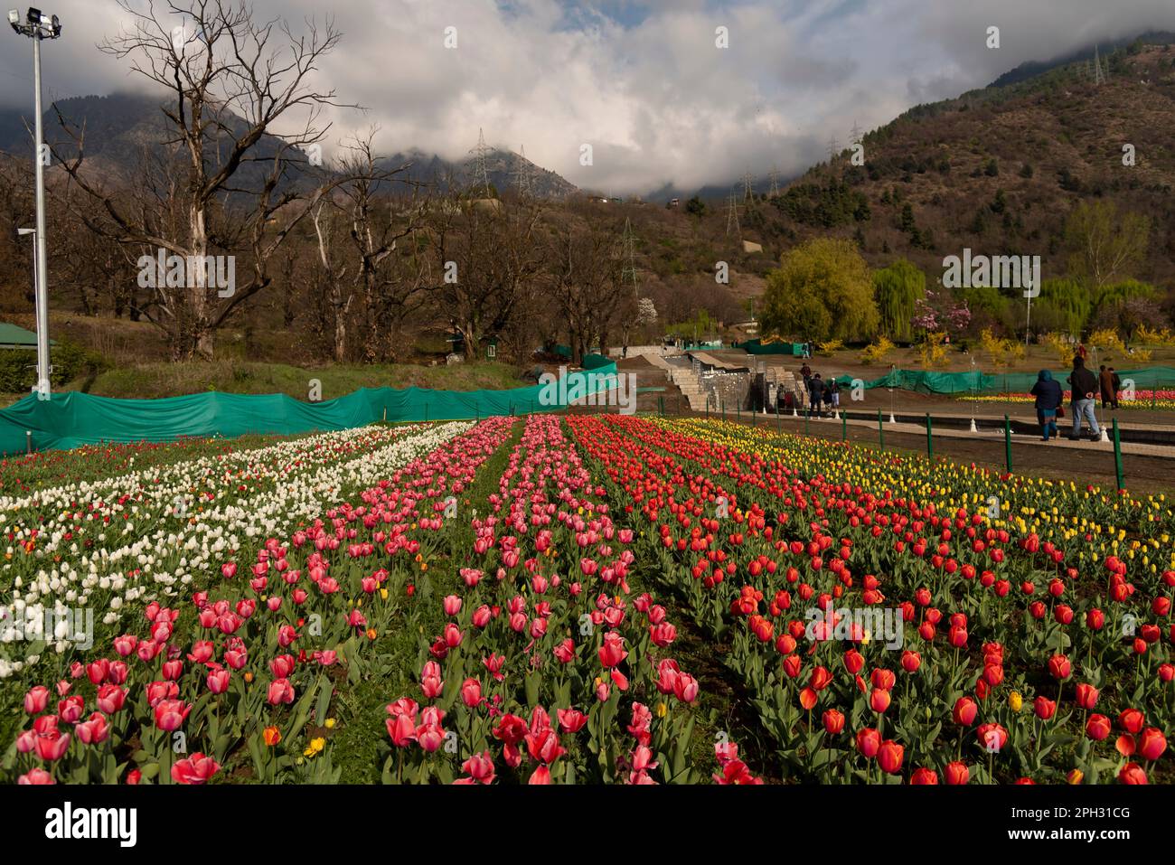 Srinagar, India. 25th Mar, 2023. General view Tulip flowers in bloom ...