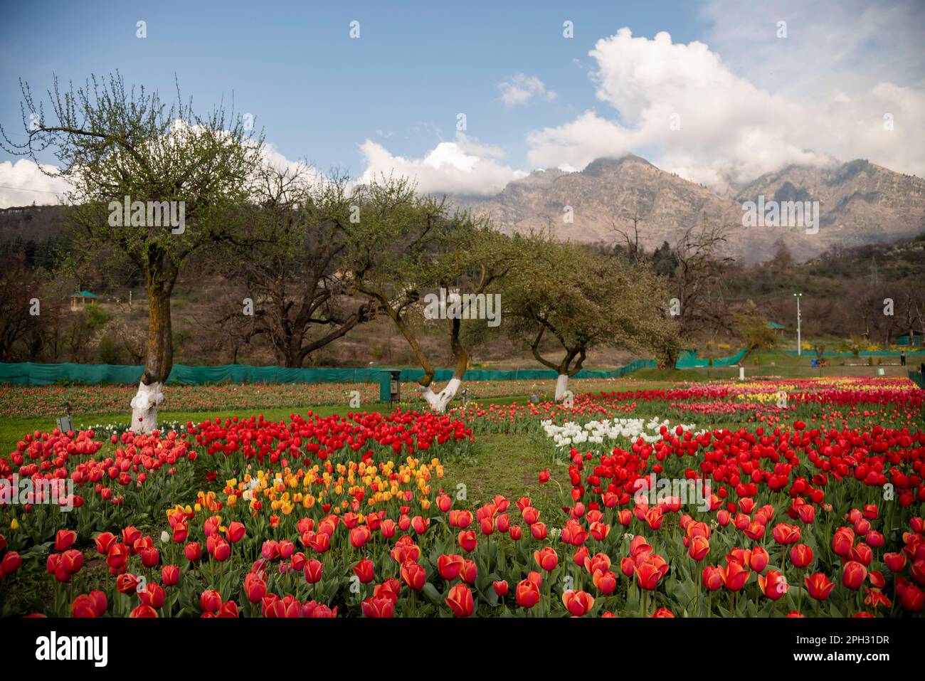 Srinagar, India. 25th Mar, 2023. Tulip flower beds are seen in bloom ...