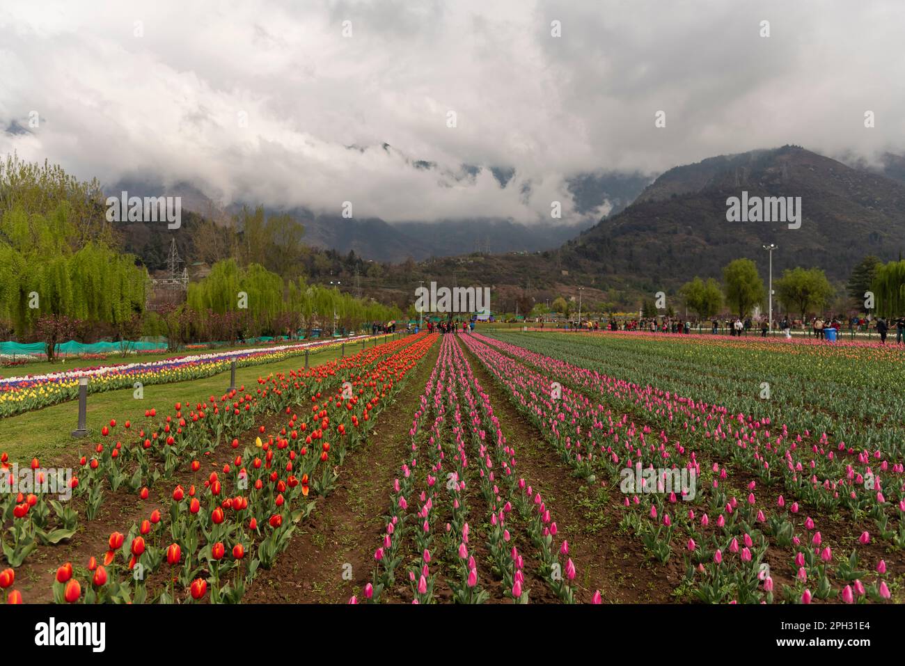 Srinagar, India. 25th Mar, 2023. General view Tulip flowers in bloom ...