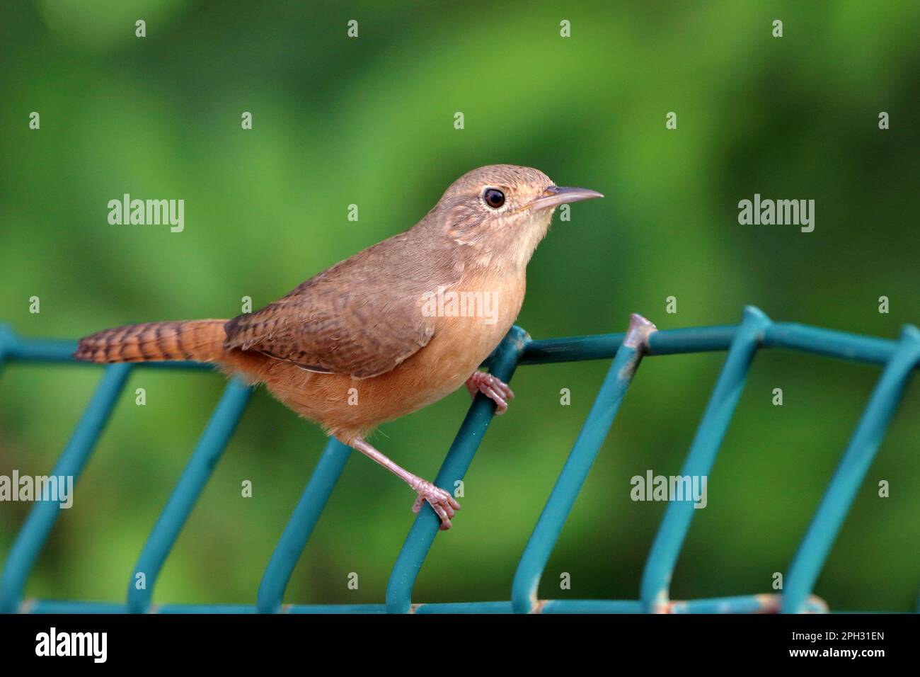 Southern House Wren (Troglodytes musculus) perched on a green railing ...