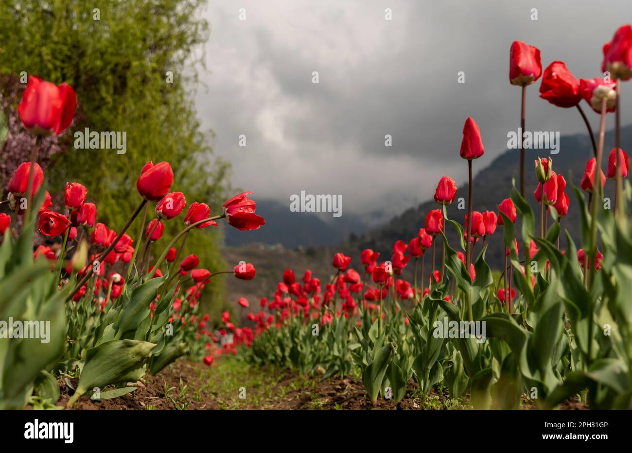 Srinagar, India. 25th Mar, 2023. Tulip flowers are seen in bloom during ...