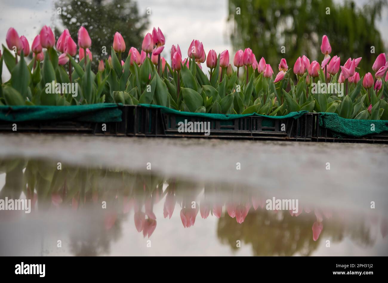 Srinagar, India. 25th Mar, 2023. Blooming tulip flowers are seen ...