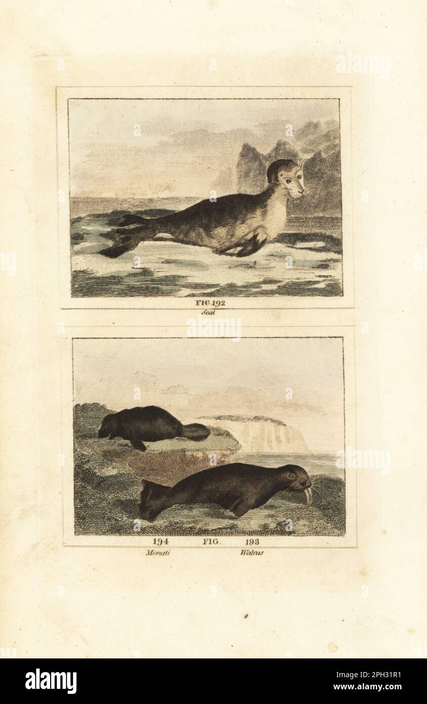 Harbour seal, Phoca vitulina 192, endangered West Indian manatee or ...