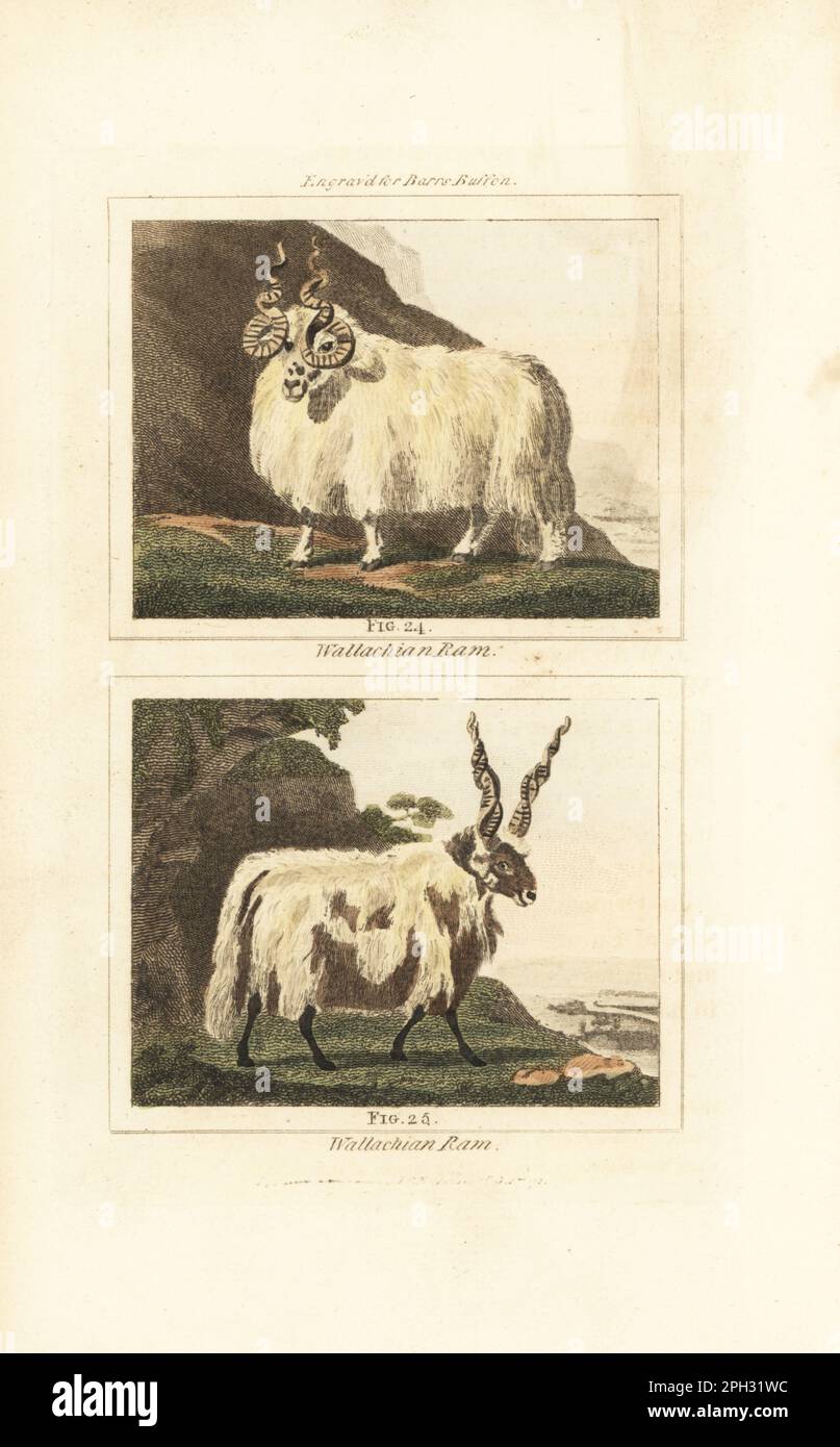 Wallachian sheep hi-res stock photography and images - Alamy