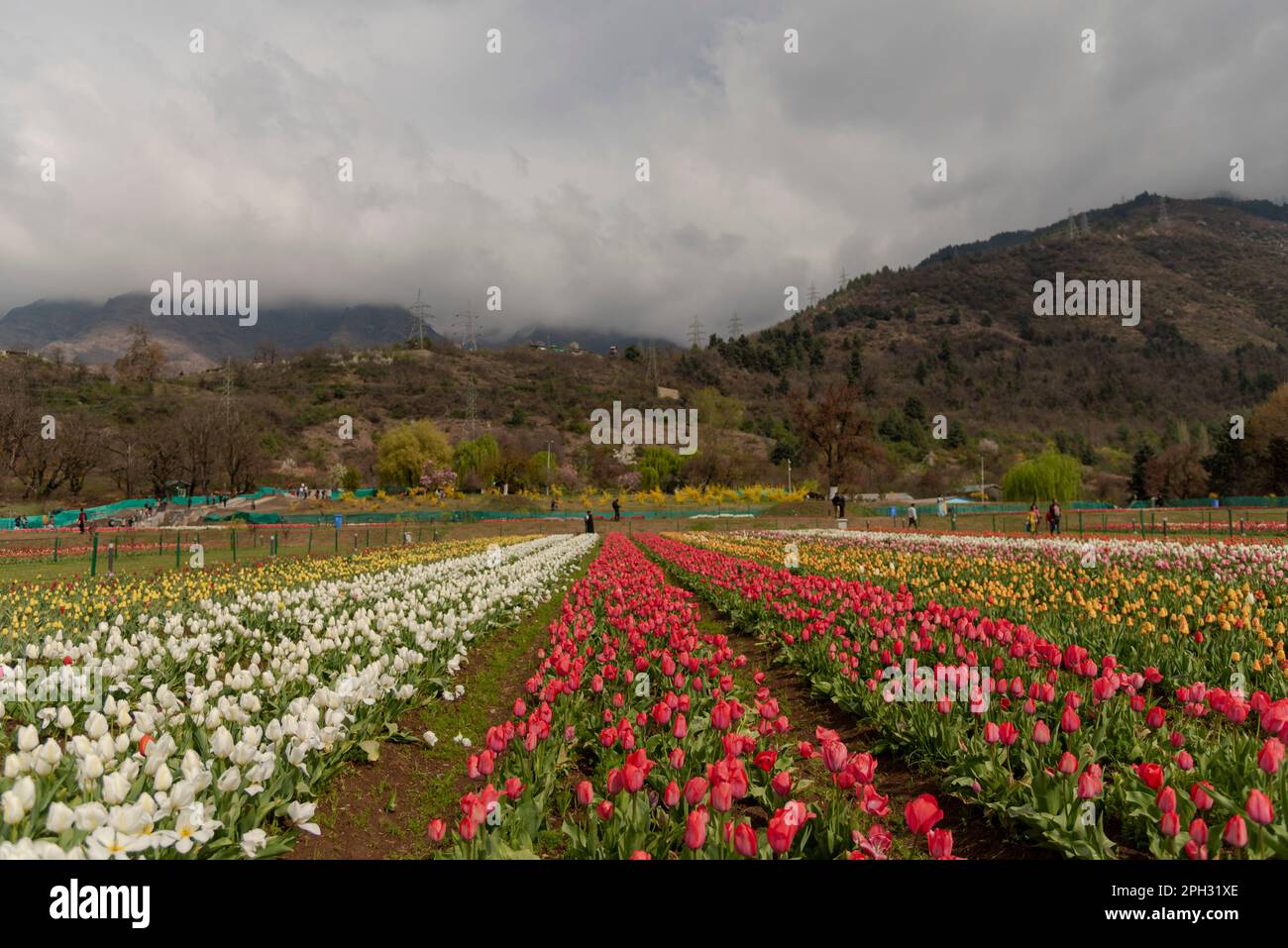 March 25, 2023, Srinagar, Jammu and Kashmir, India: General view Tulip ...