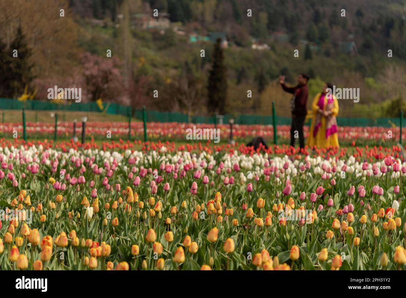 March 25, 2023, Srinagar, Jammu and Kashmir, India: Tulip flowers are ...