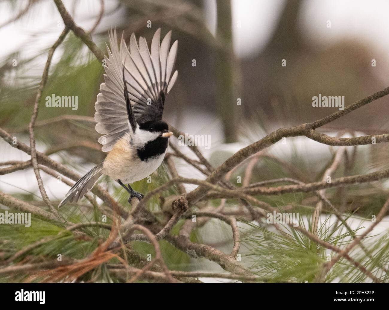 No more bird hi-res stock photography and images - Alamy