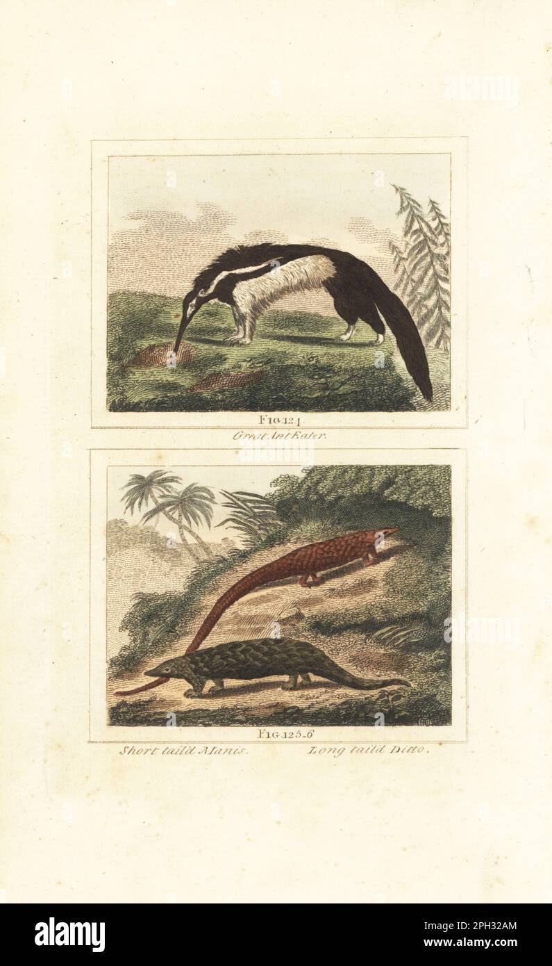 Pangolin ant eater manis crassicaudata hi-res stock photography and ...