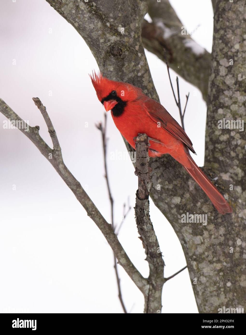 Beatiful red bird in the winter hi-res stock photography and images - Alamy