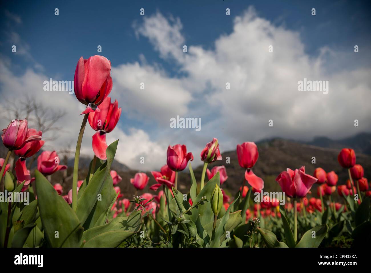 Srinagar, India. 25th Mar, 2023. Tulip flowers are seen in bloom during ...