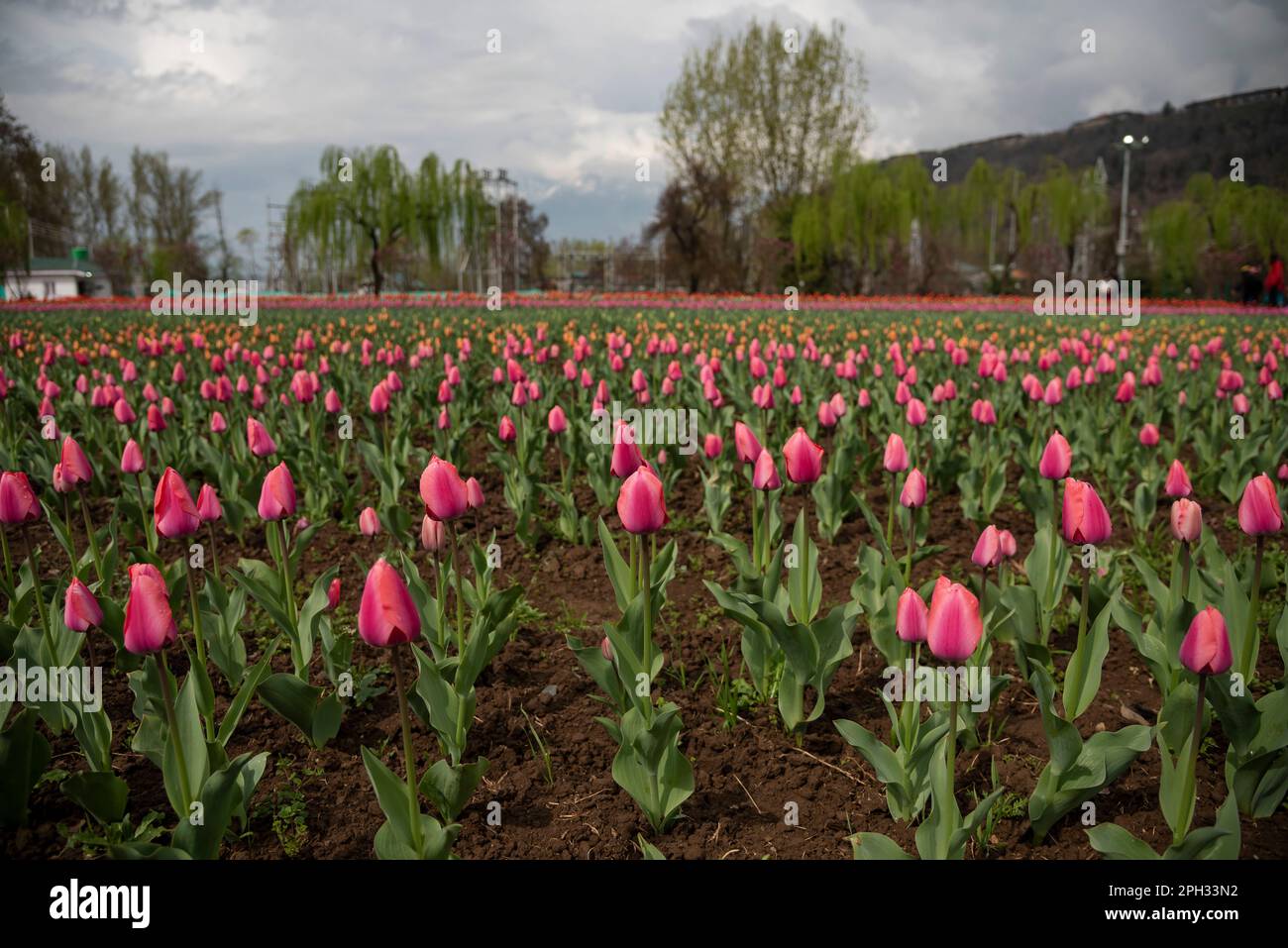 Srinagar, India. 25th Mar, 2023. Tulip flowers are seen in bloom during ...