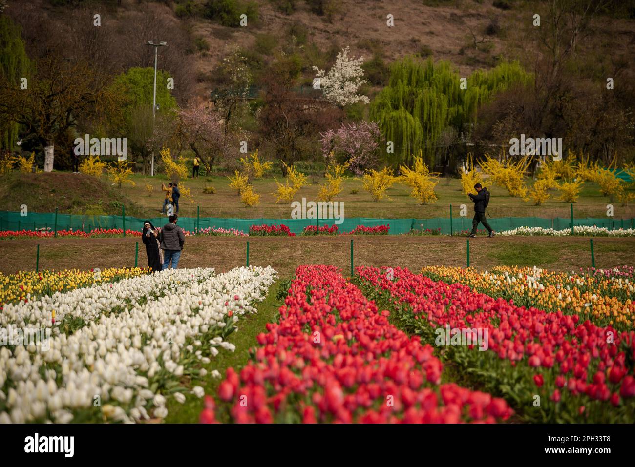 Srinagar, India. 25th Mar, 2023. Visitors walk past the blooming Tulip ...