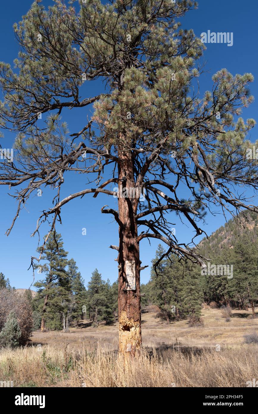 A pine tree, pinus ponderosa, with deep hole made by bullets used for ...