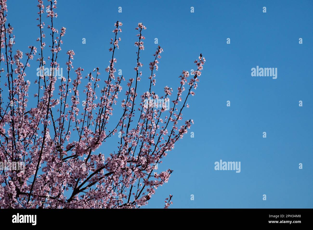tree branches,Prunus avium. with the first flowers of spring Stock ...