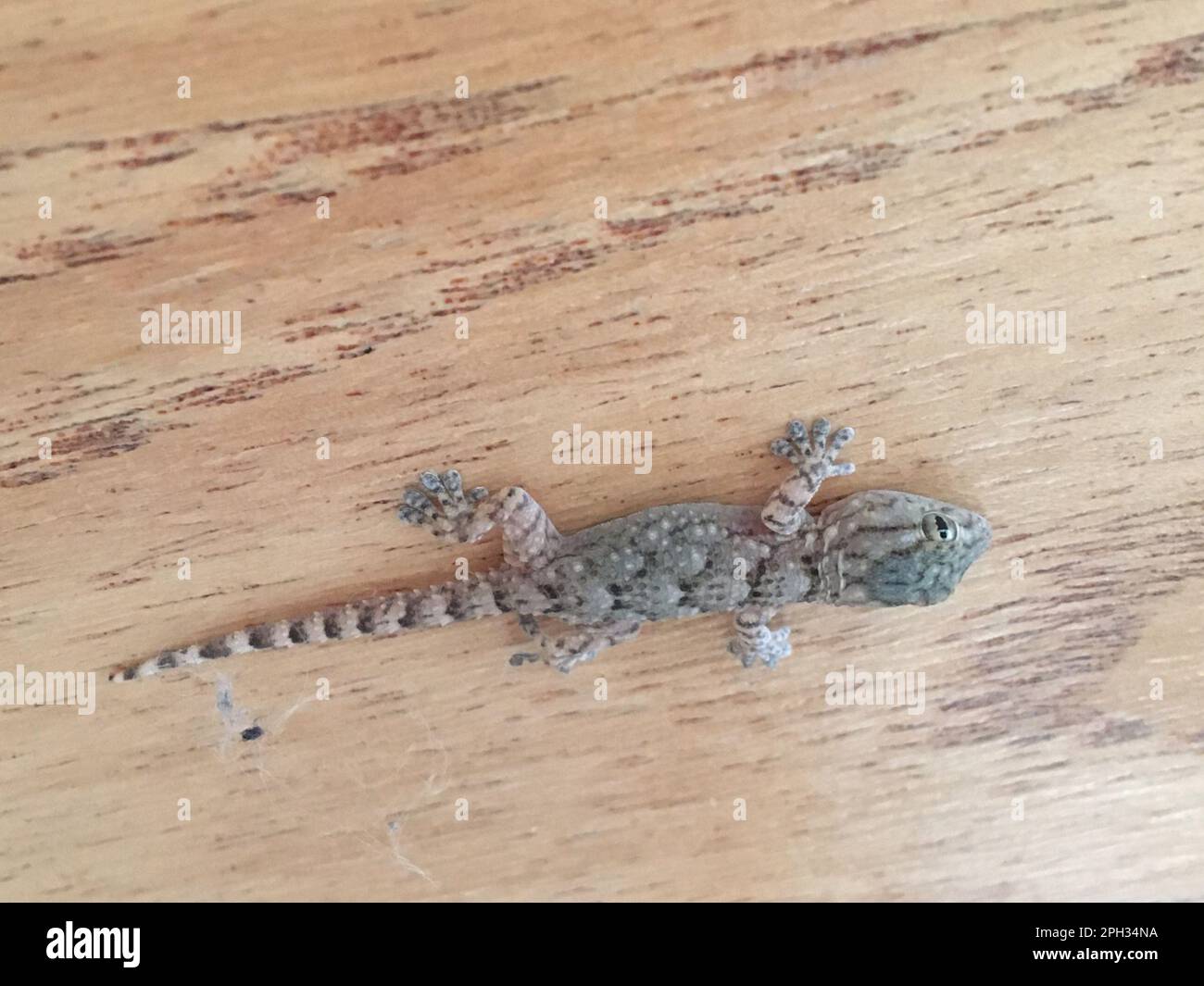 closeup of a small lizard Stock Photo - Alamy