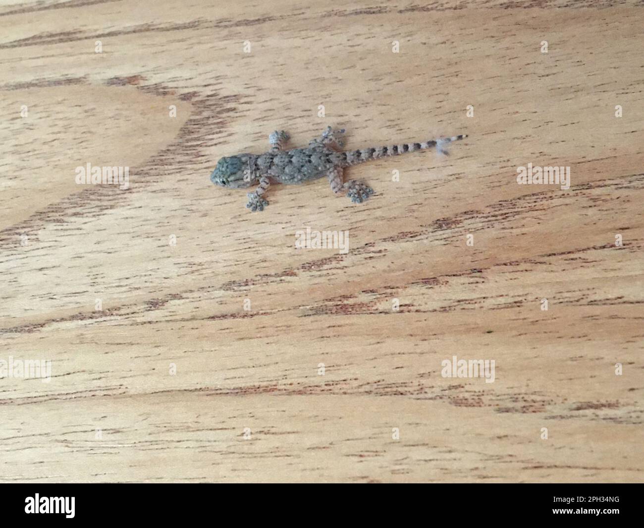 closeup of a small lizard Stock Photo - Alamy