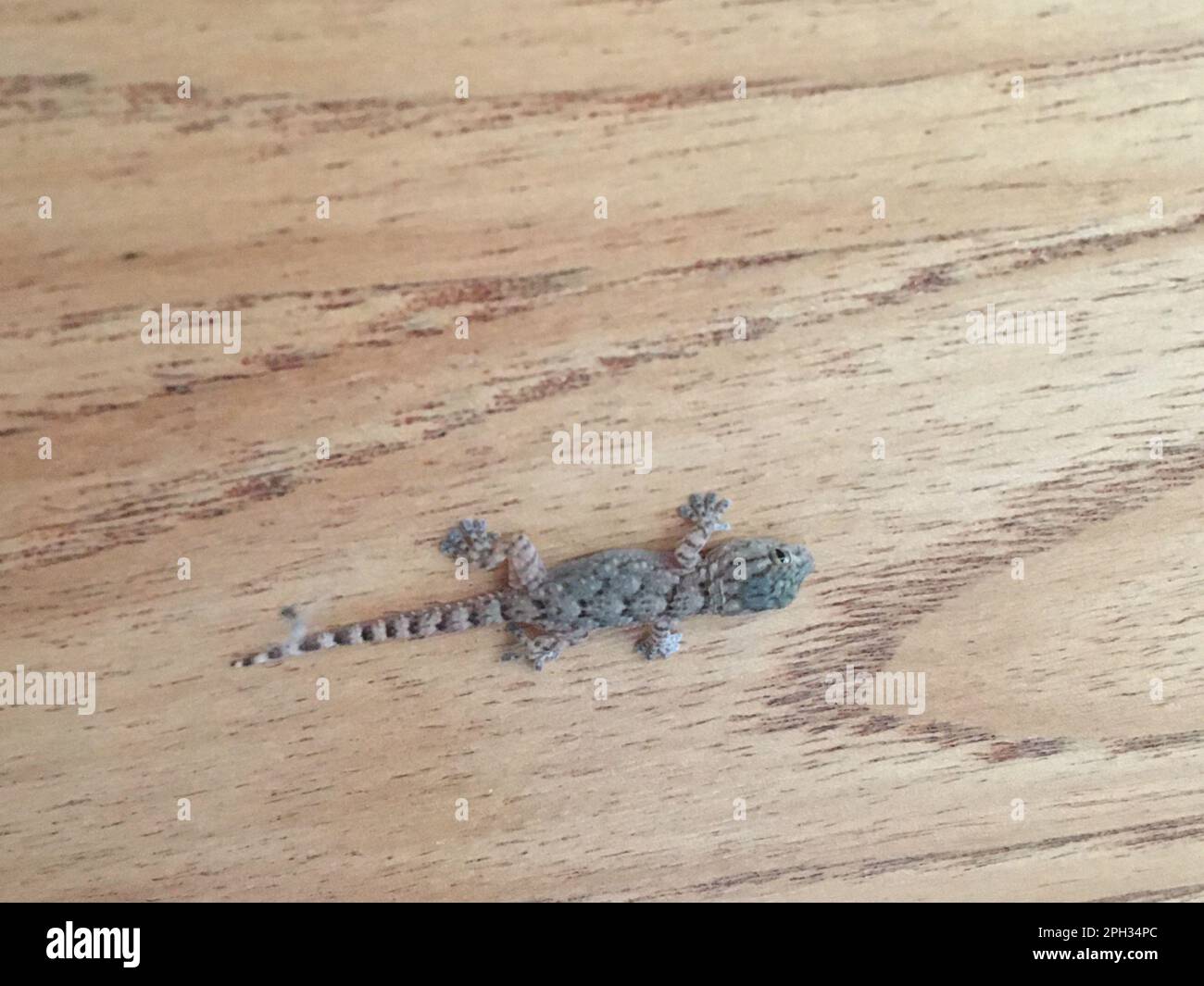 Small lizards hi-res stock photography and images - Alamy