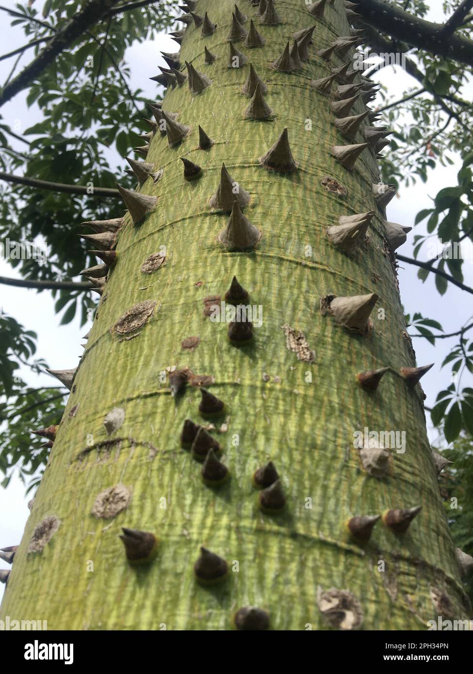 Chorisia insignis tree hi-res stock photography and images - Alamy
