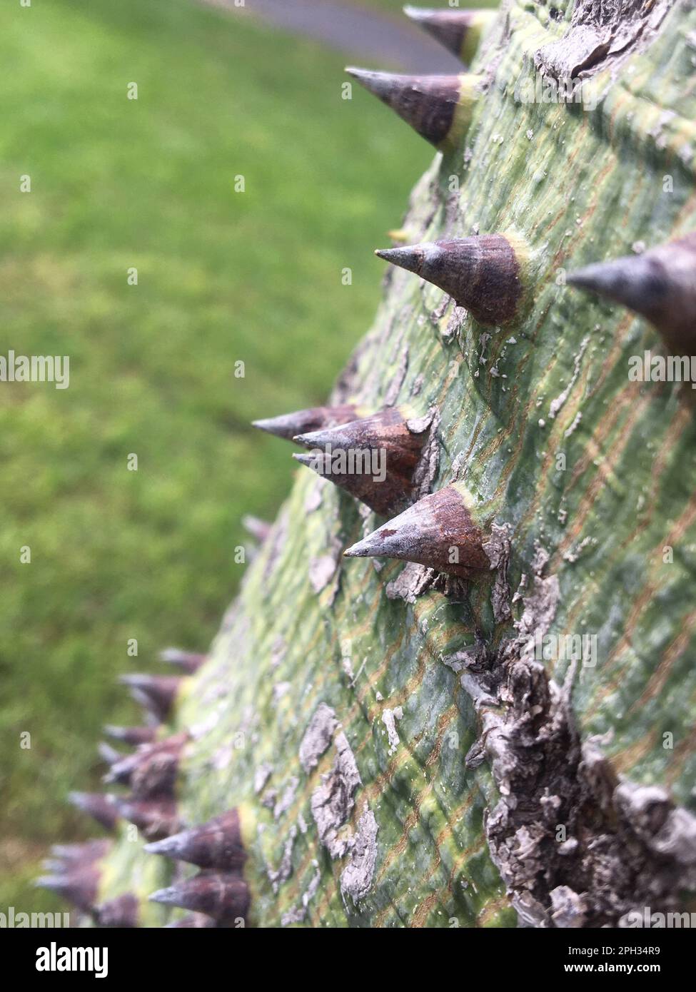 Chorisia insignis tree hi-res stock photography and images - Alamy