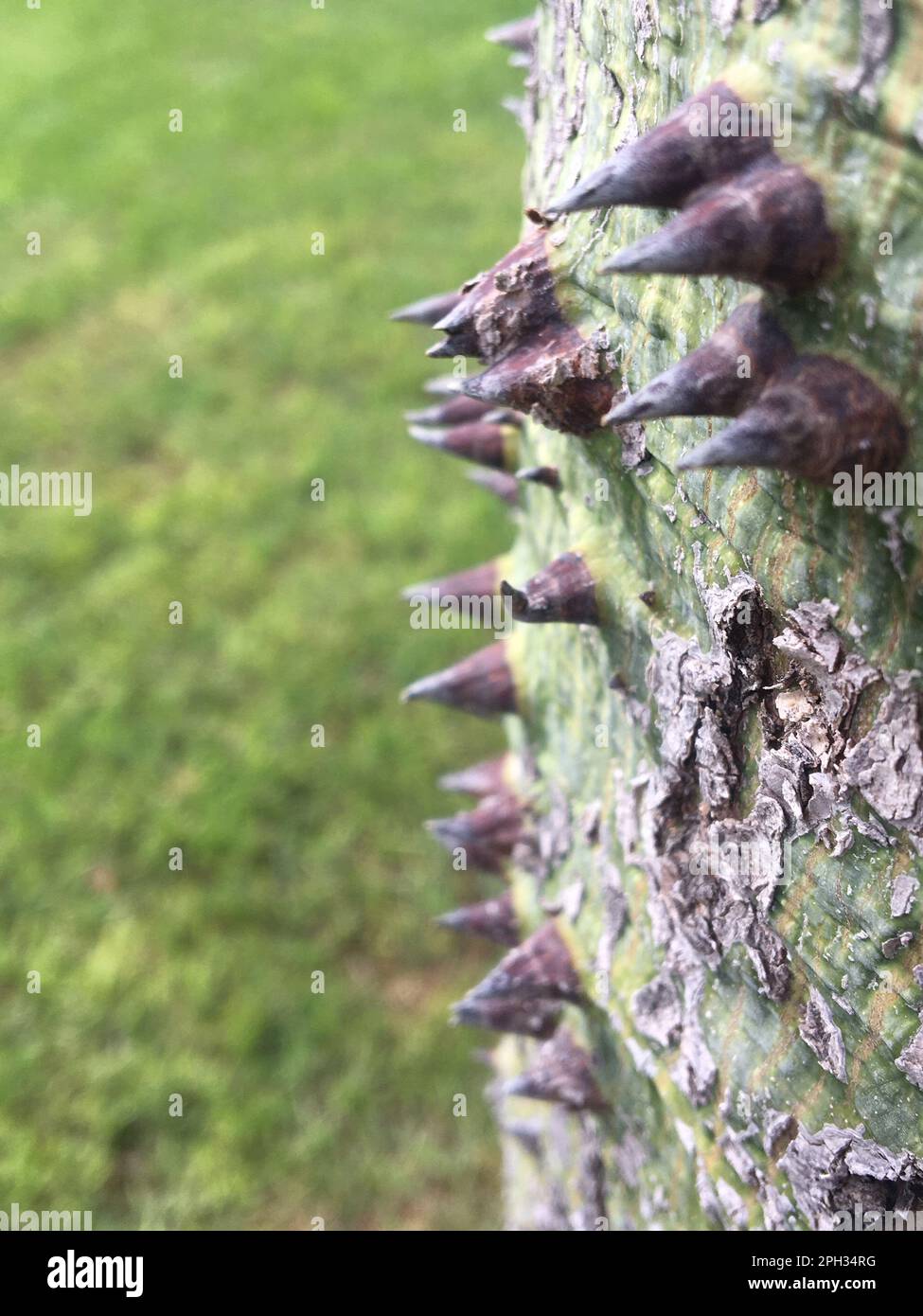 Chorisia insignis tree hi-res stock photography and images - Alamy