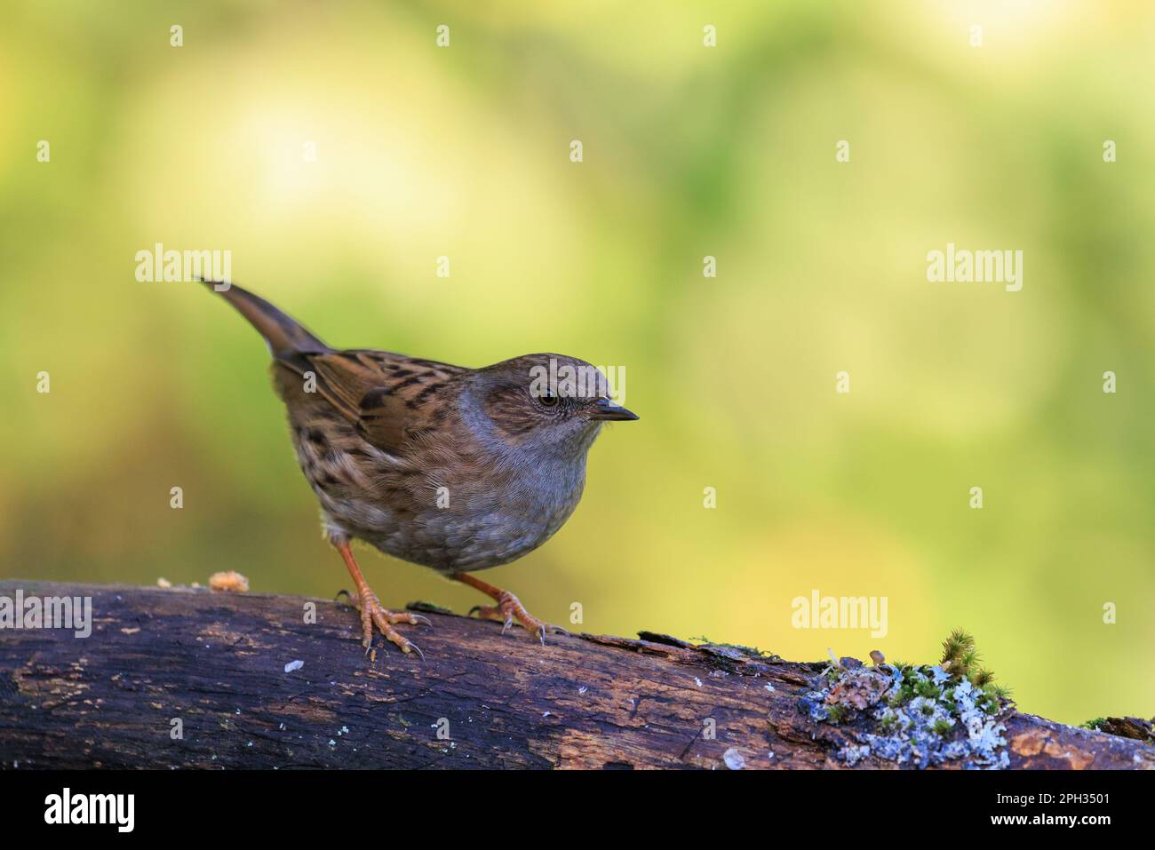 Dunnock [ Prunella modularis ] on baited log Stock Photo - Alamy