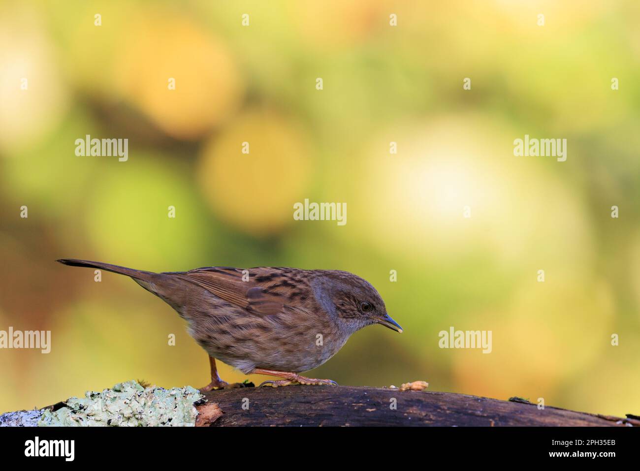Dunnock [ Prunella modularis ] on baited log Stock Photo - Alamy