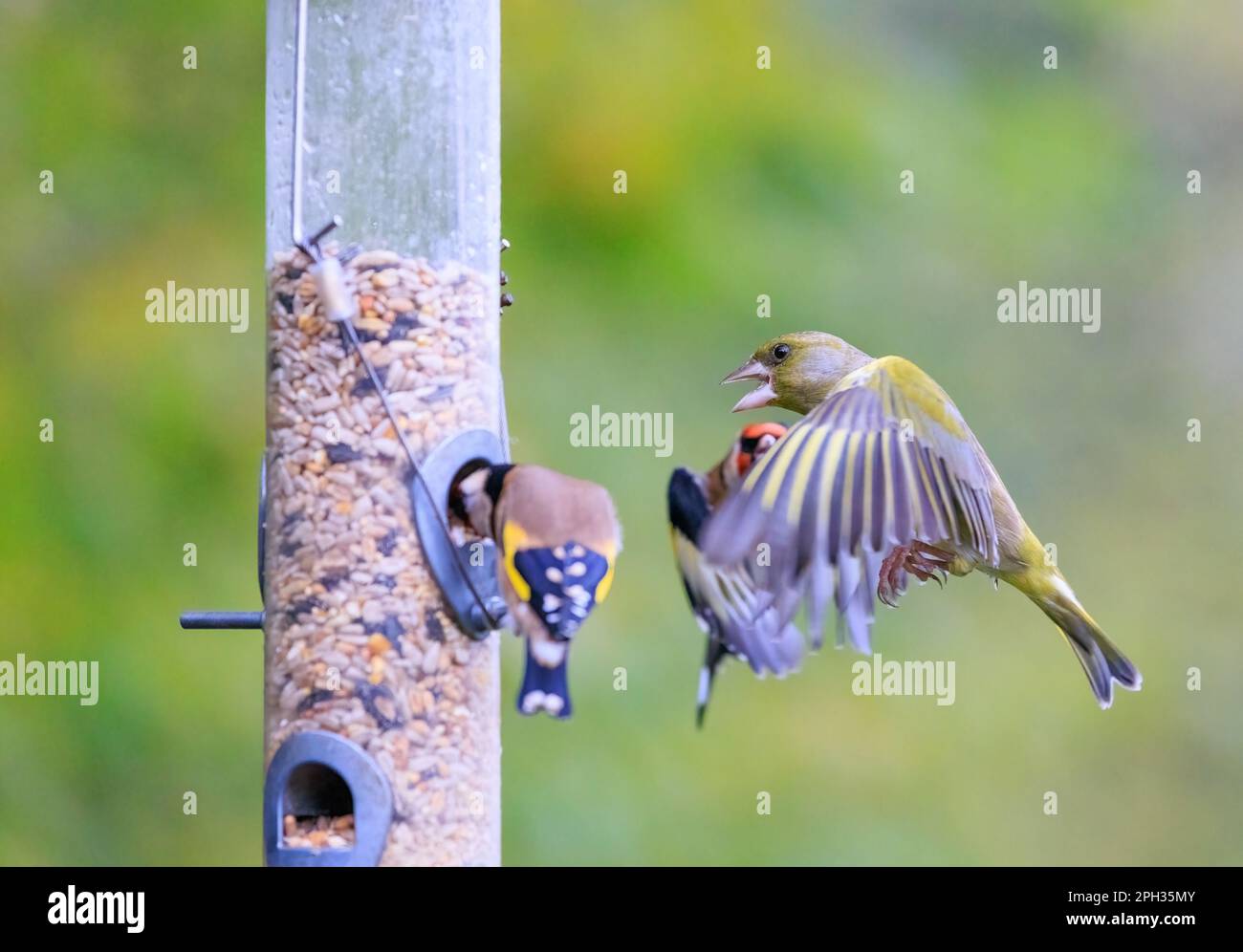 Goldfinches flying hi-res stock photography and images - Alamy
