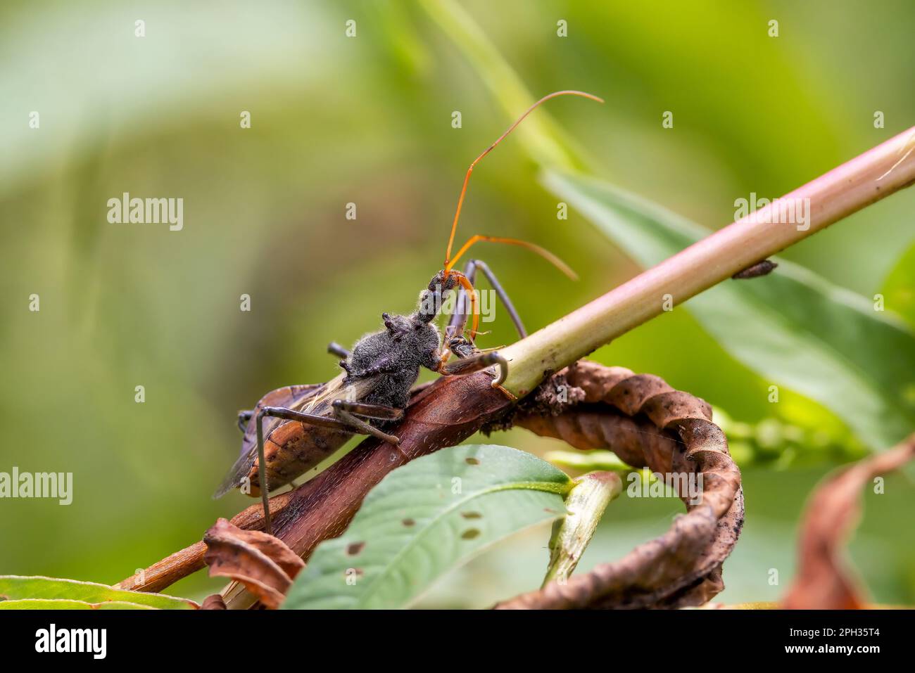 Australian Assassin Bug with prey Stock Photo - Alamy