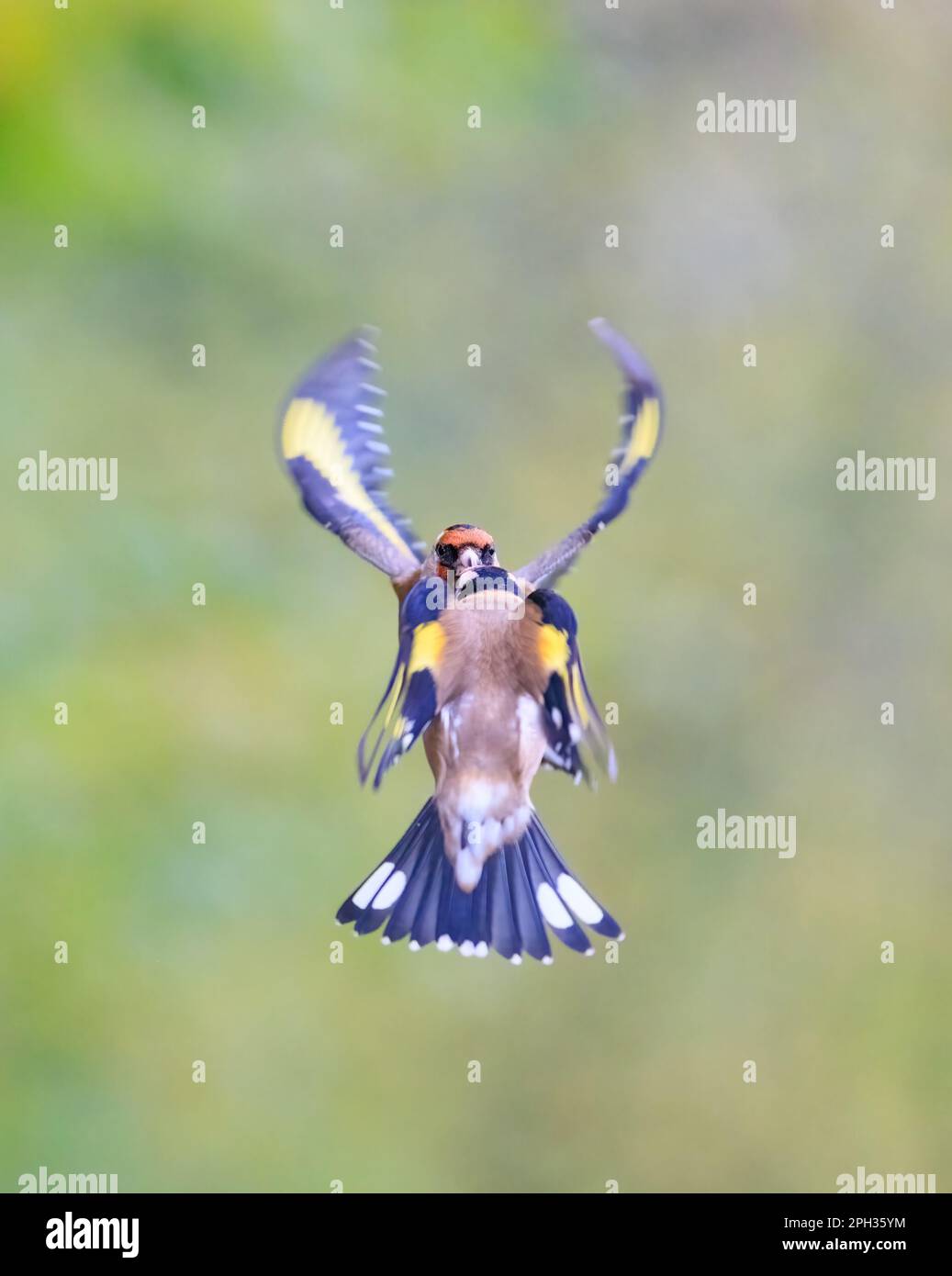 Goldfinches flying hi-res stock photography and images - Alamy