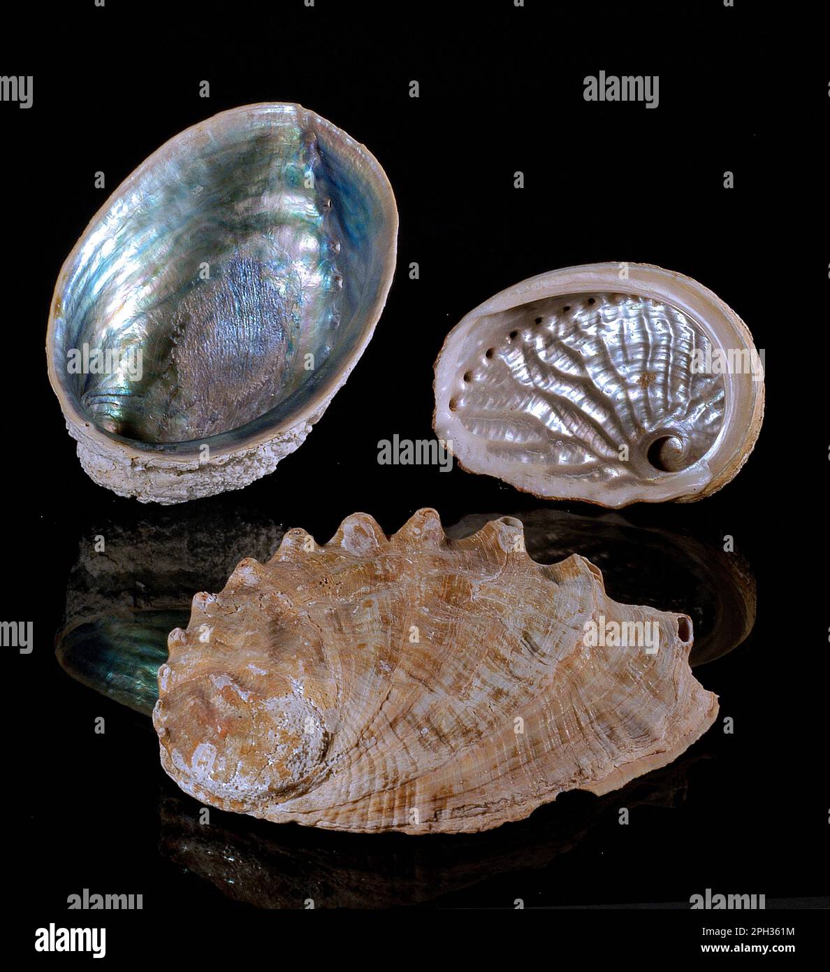 Conchiglie di Haliotis, o Abalone per gli anglosassoni, grossi ...