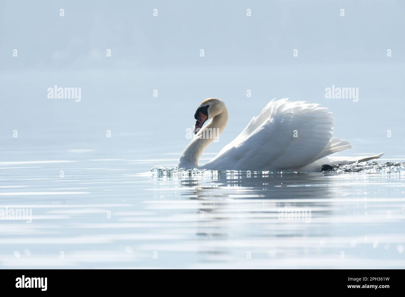 Royal swan hi-res stock photography and images - Alamy