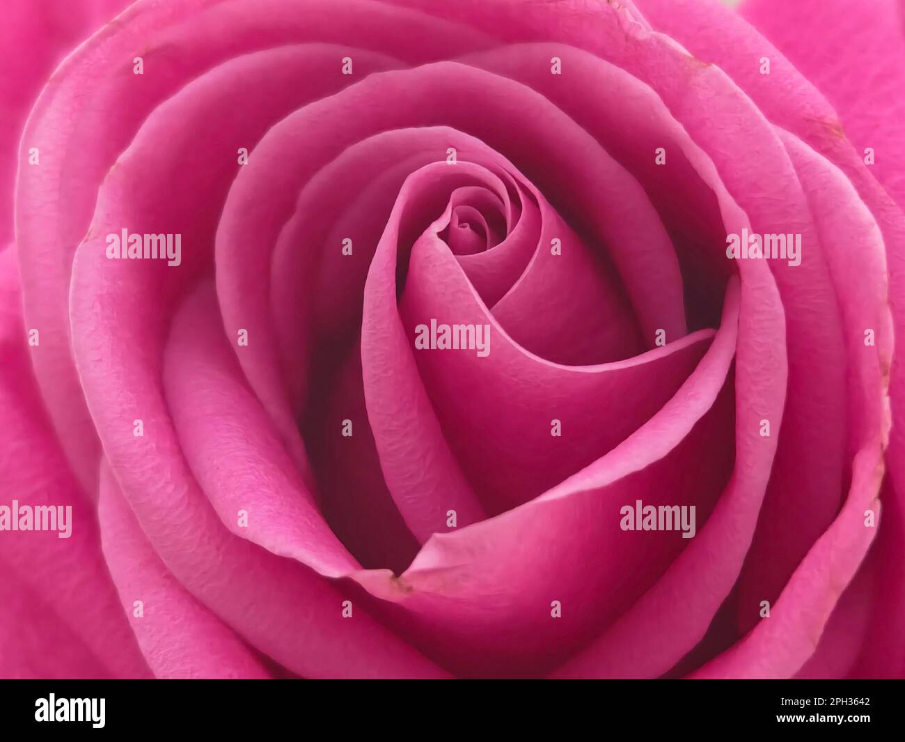 bud big red rose close-up during the flowering period Stock Photo - Alamy