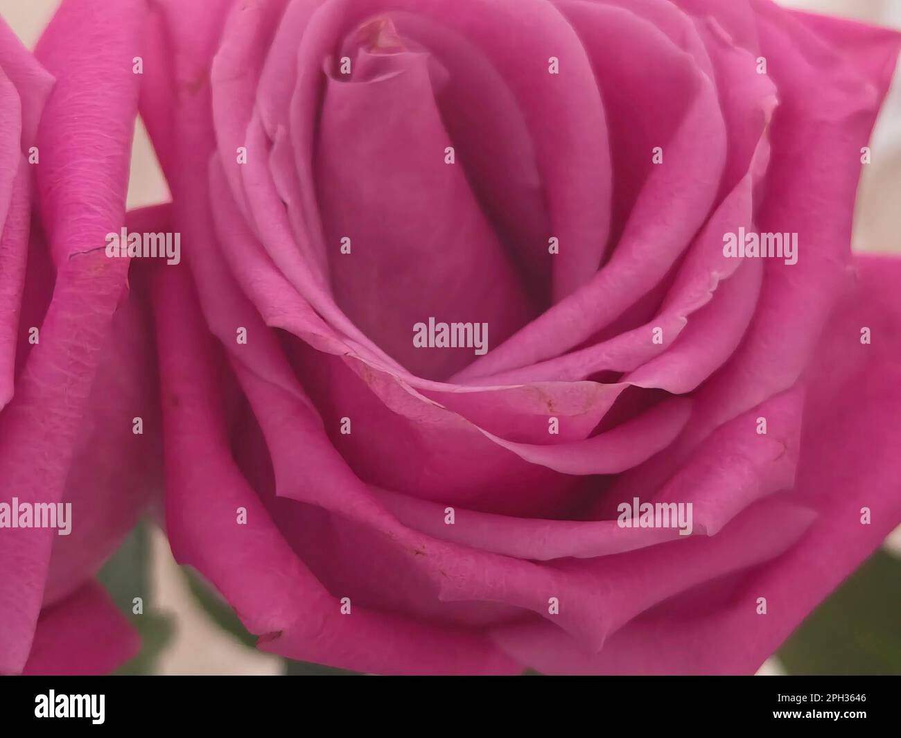 bud big red rose close-up during the flowering period Stock Photo - Alamy