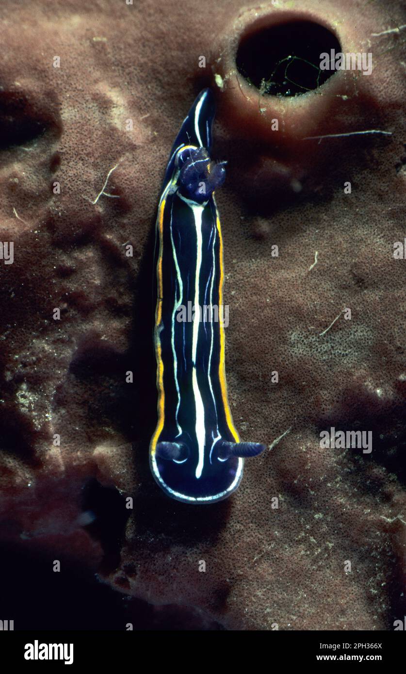 Hypselodoris messinensis = fontandraui Nudibranch, Hypselodoris gasconi ...