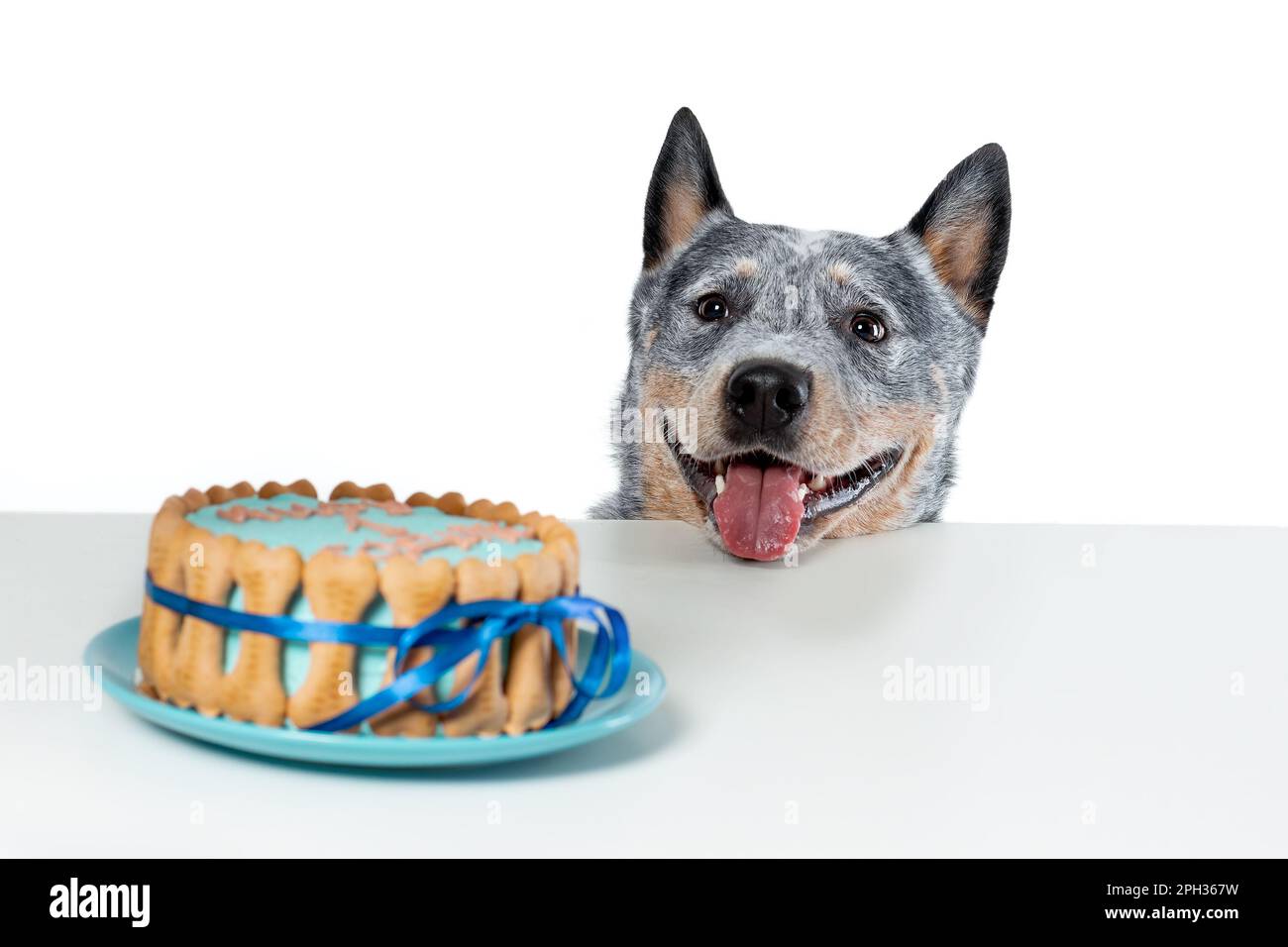 Dog With Birthday Cake Smiling