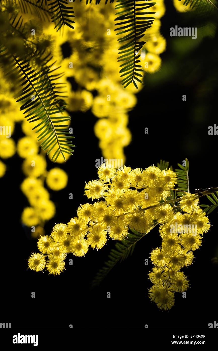 Acacia dealbata flowers hi-res stock photography and images - Alamy