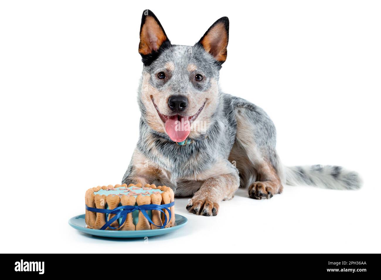 Cute Puppies Eating Cake