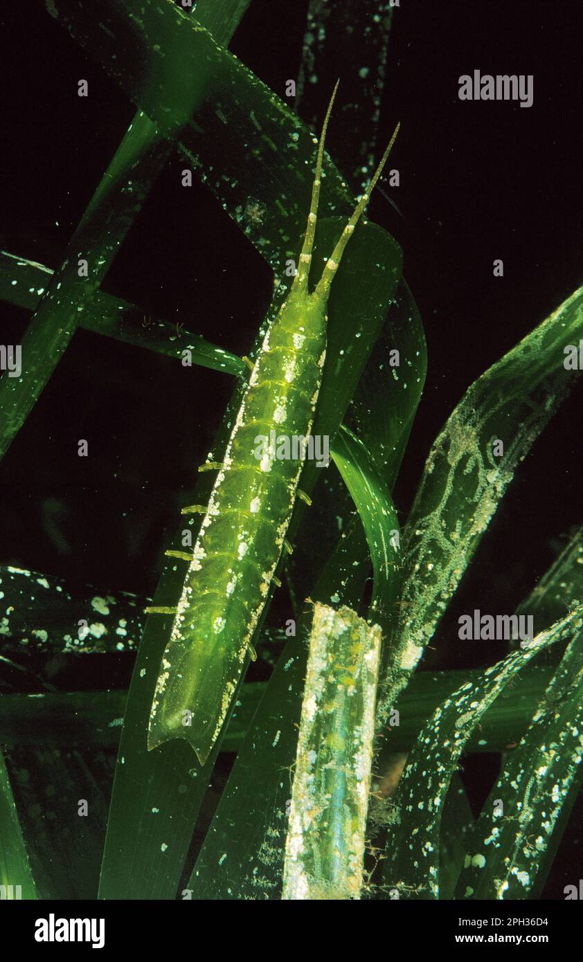 Idotè, Isopode, Idothea sp. Alghero. Sardegna. Italia Stock Photo - Alamy