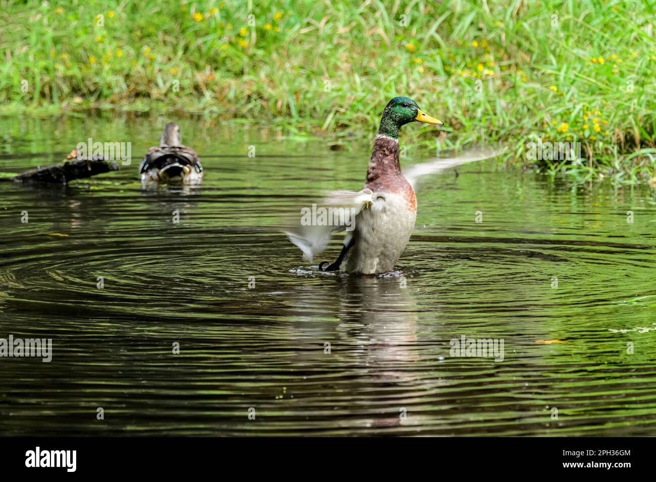 Mallard duck shaking off water hi-res stock photography and images - Alamy
