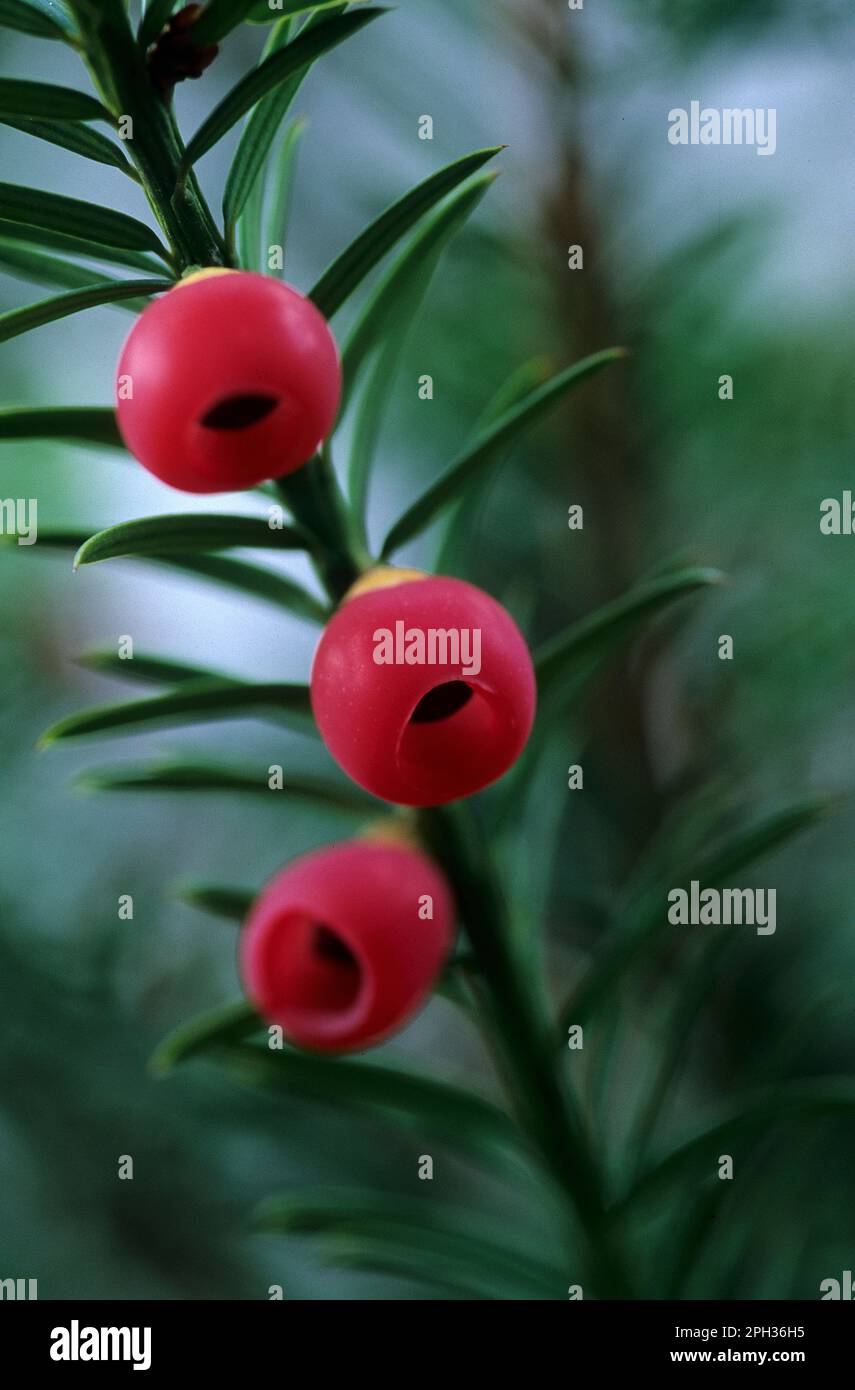 Yew fruit, Taxus baccata. Badde Salighe forest - Ortakis - Mularza Noa ...