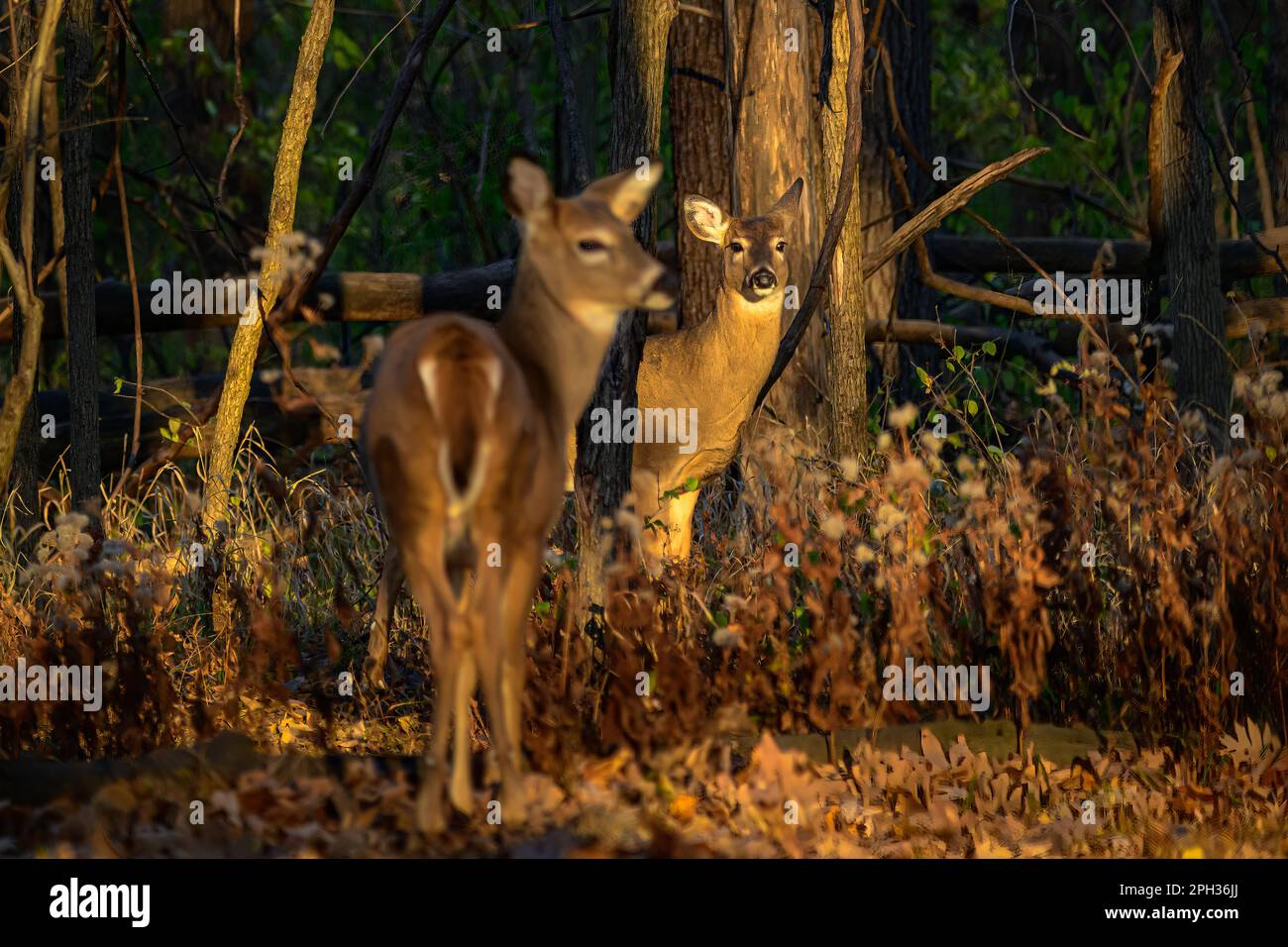 Woods in the morning hi-res stock photography and images - Alamy