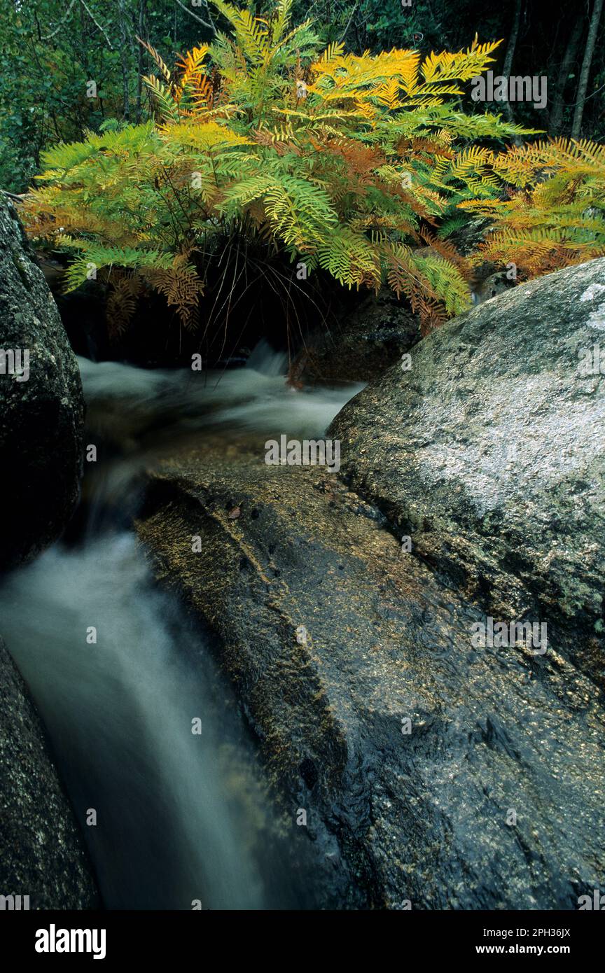 Group of ferns, Pteridium aquilinum, at the edge of a stream (Monte ...
