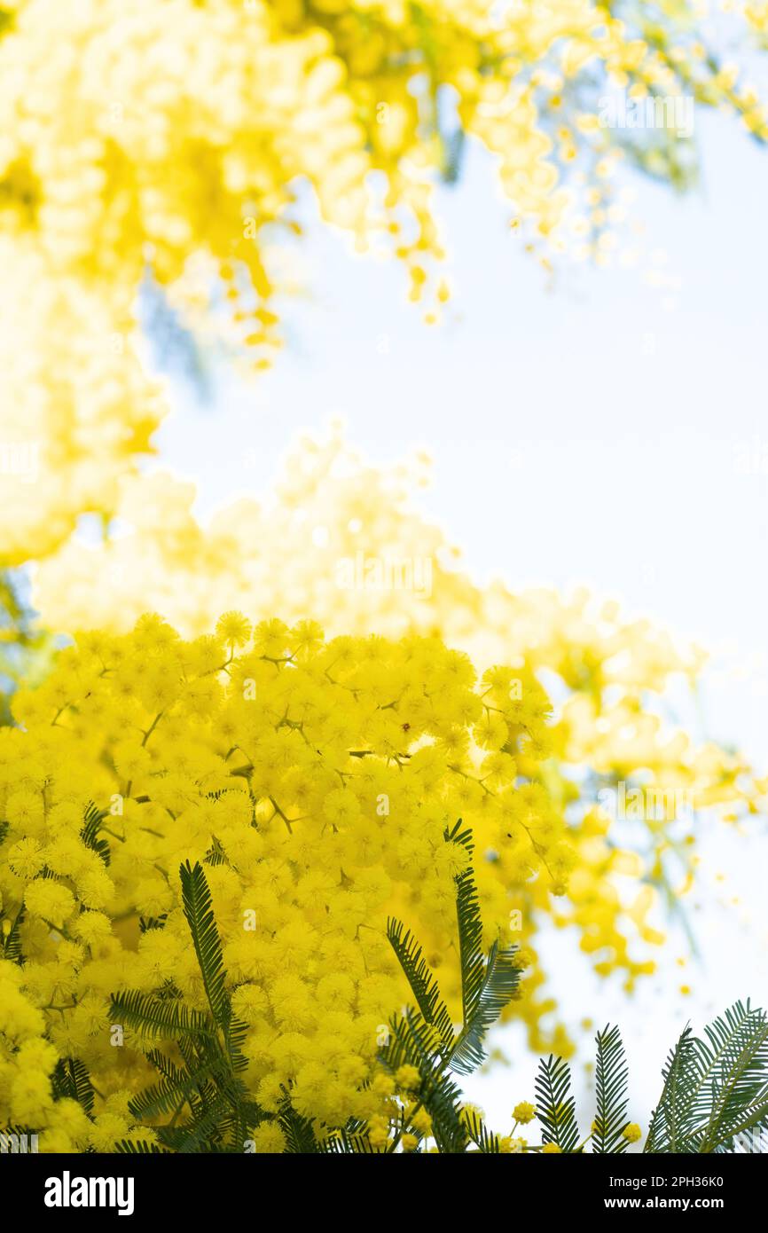 Flower Emoticon Tumblr