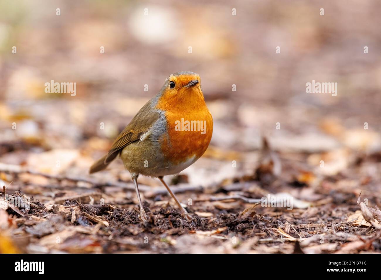 European Robin [ Erithacus rubecula ] on the ground from low ...